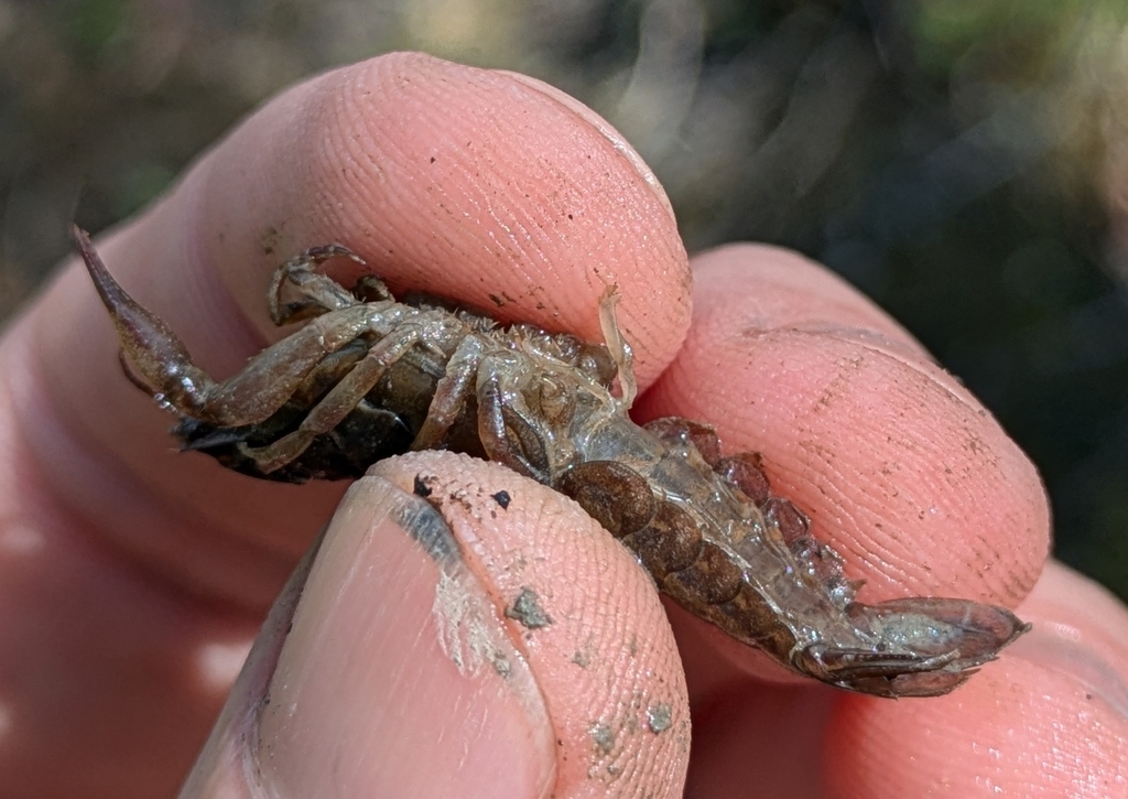 Digger Crayfish in August 2024 by Thomas Hossie · iNaturalist