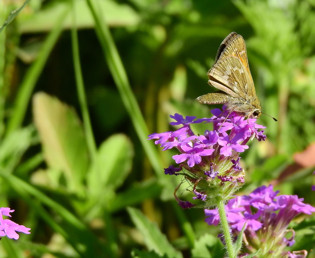 Huron Sachem from Buenavista, 25315 Saltillo, Coah., México on August 9 ...