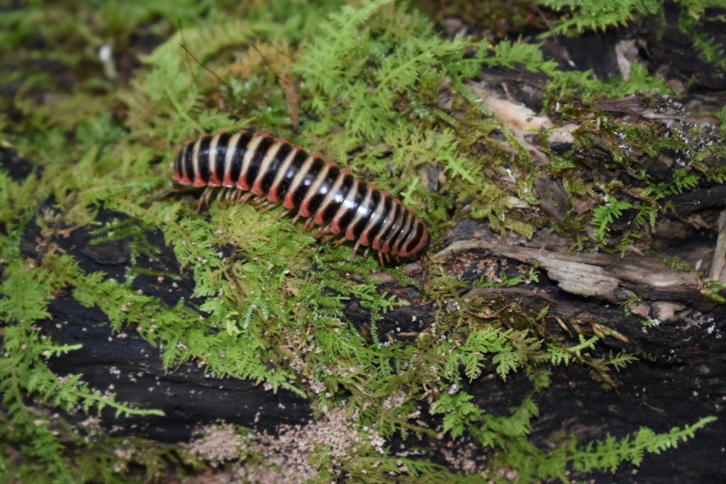 Nantahala Cherry Millipede from Graham County, US-NC, US on August 12 ...