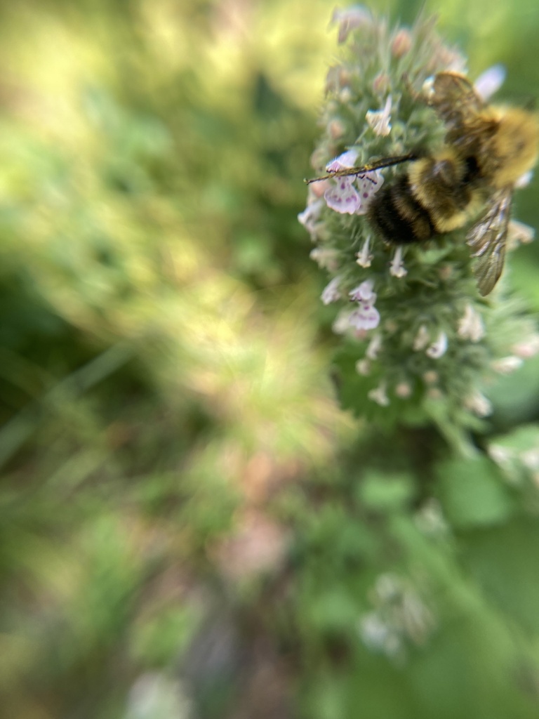 Perplexing Bumble Bee from Des Lacs National Wildlife Refuge, Kenmare ...
