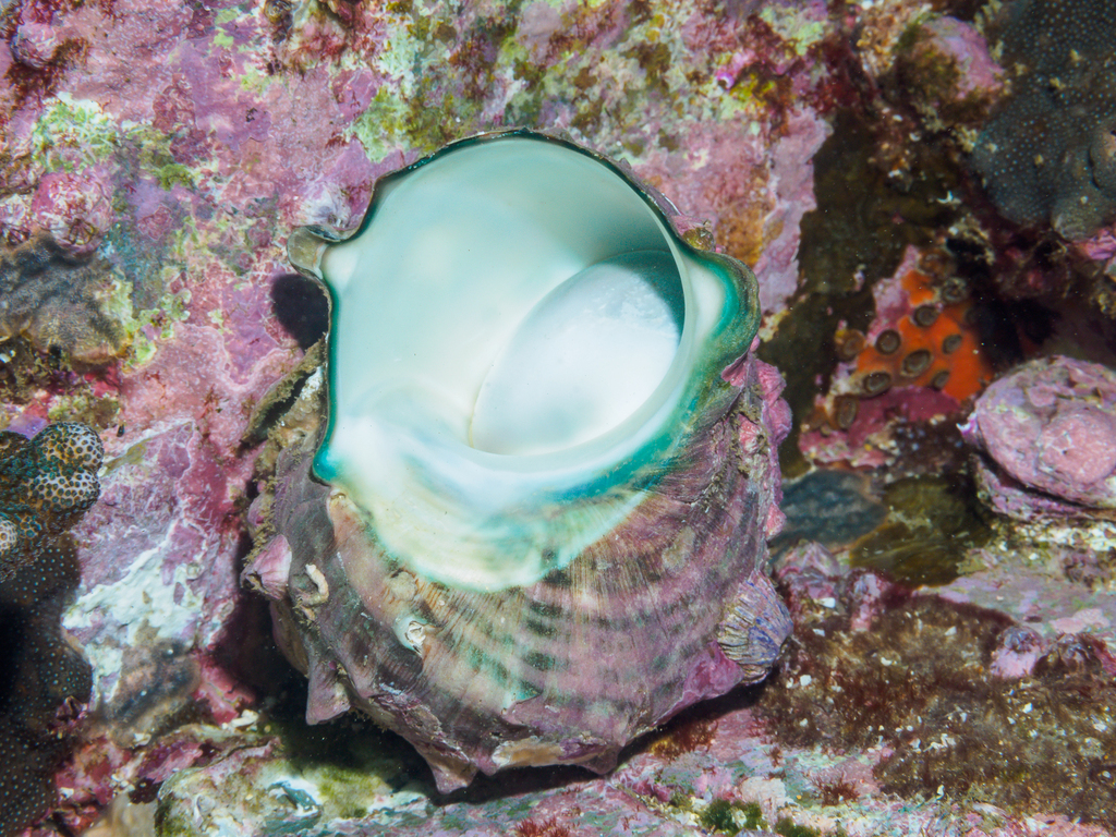 Military Turban from North West Solitary Island, Australia on June 20 ...