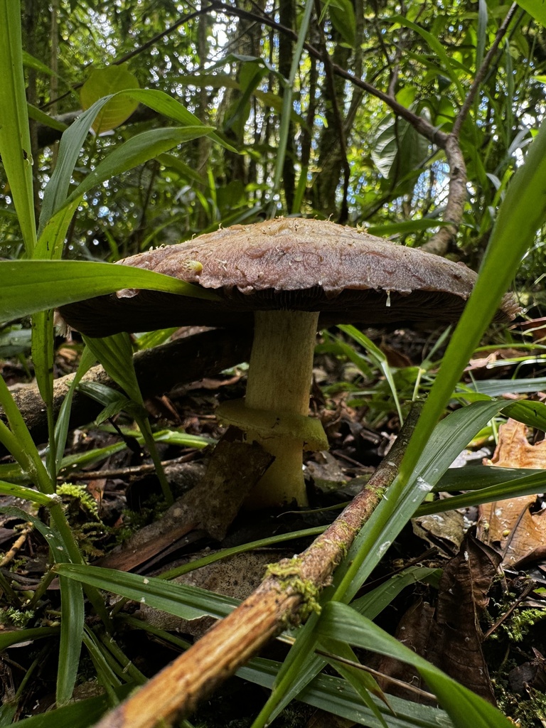 Horse Mushroom from El Cedrón, Pueblorrico, Antioquia, CO on August 12 ...