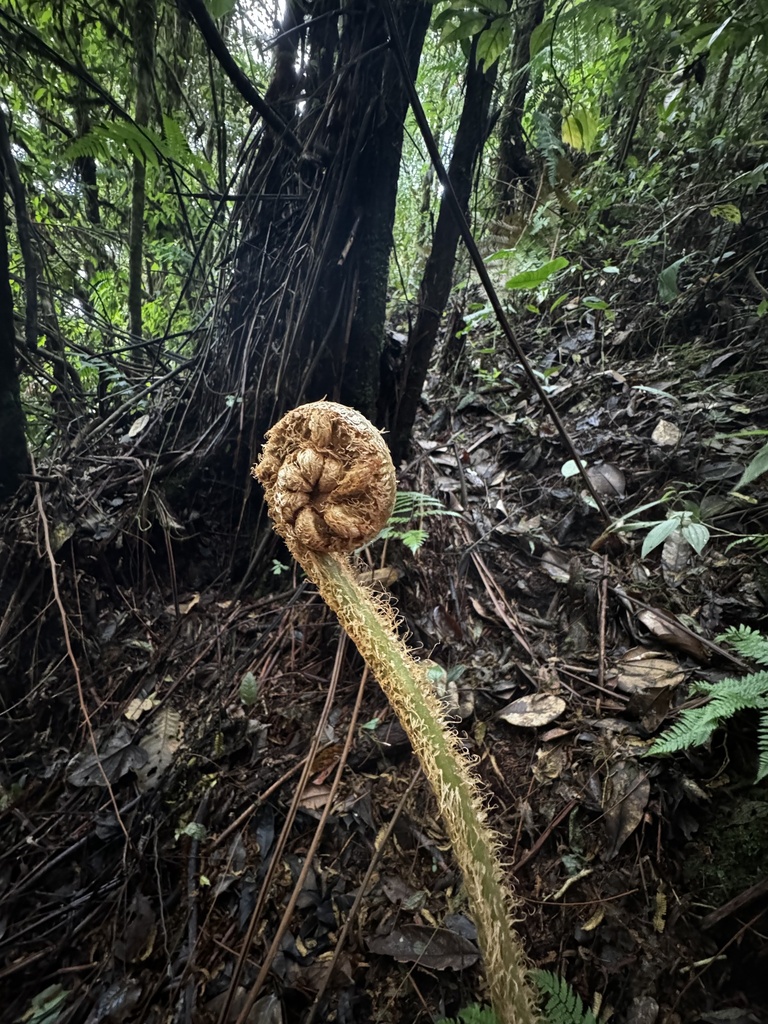 Lophosoria from Patudal, Pueblorrico, Antioquia, CO on August 12, 2024 ...