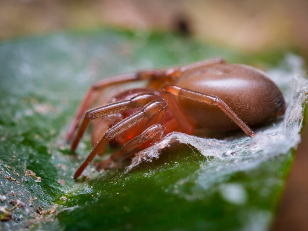 Trachelas from Benedito Novo, SC, Brasil on August 11, 2024 at 04:28 PM ...