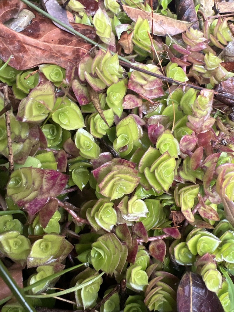 Turtle Vine from Killarney St, Mosman, NSW, AU on August 12, 2024 at 08 ...