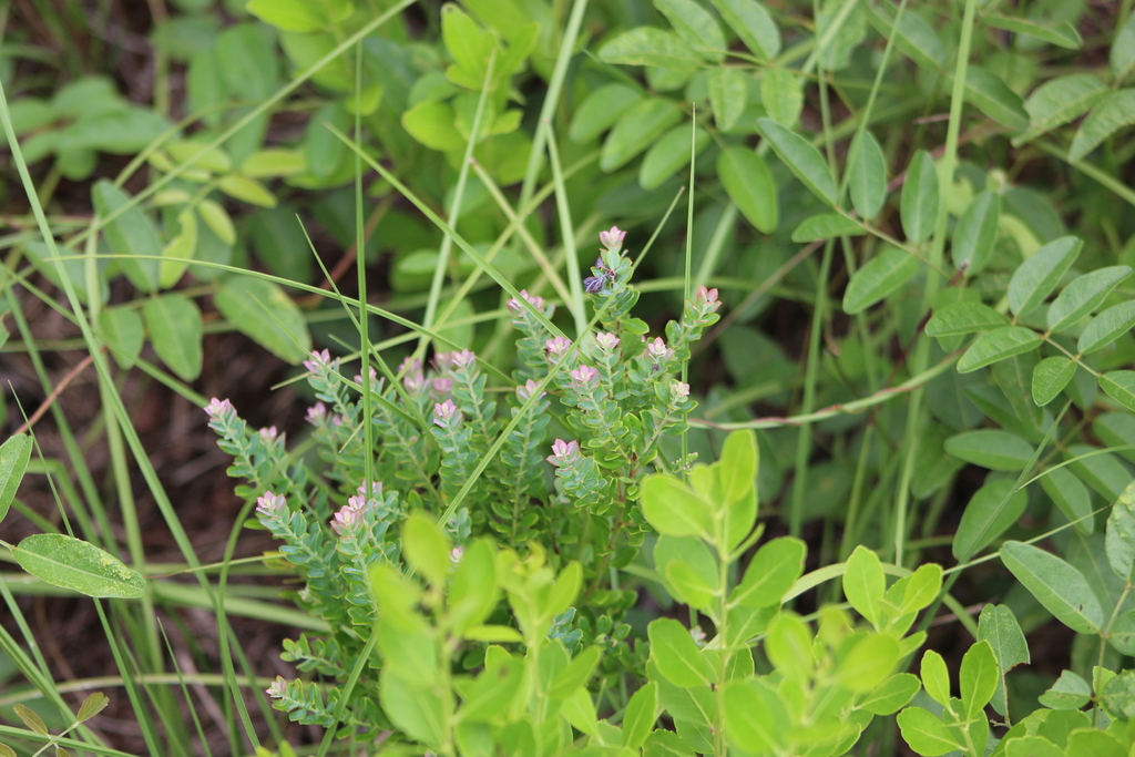 Darrow's Blueberry from Lake Arbuckle, Florida, USA on August 10, 2024 ...