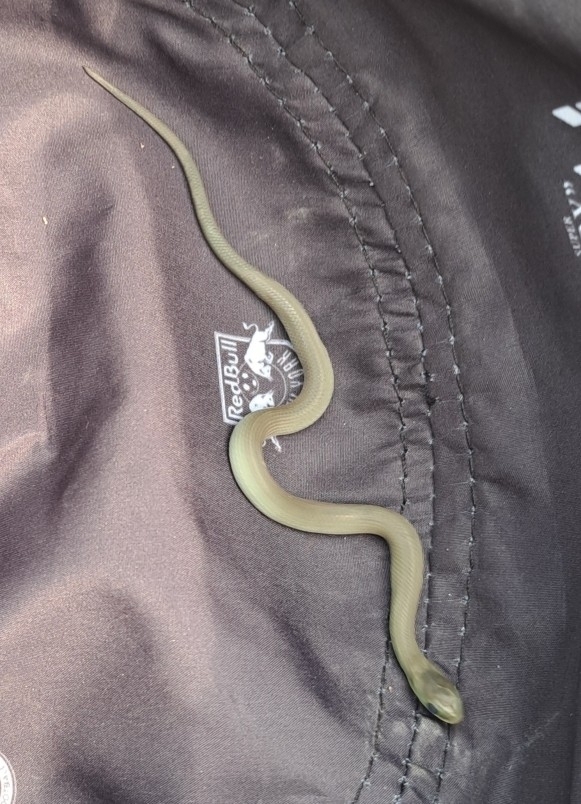 Smooth Greensnake in August 2024 by Merle_mutts Copper Kay. Maybe 5 ...