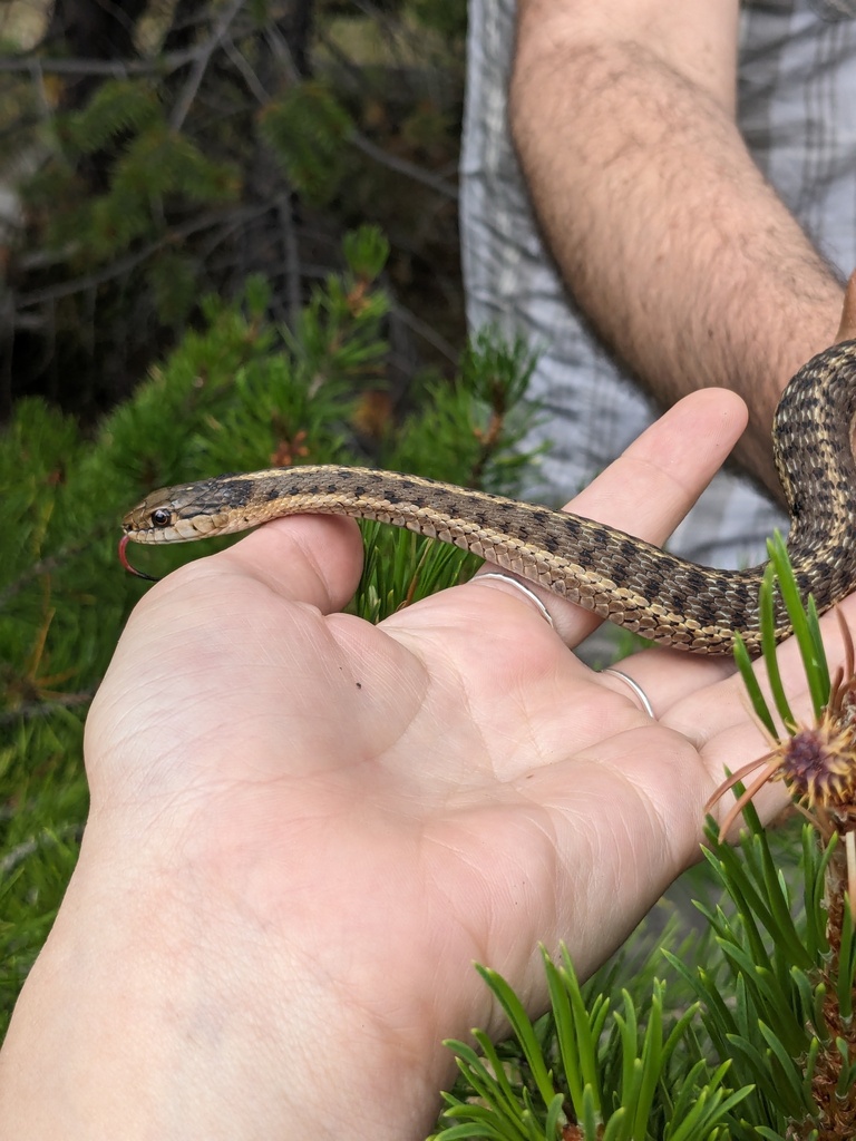 Wandering Garter Snake from Yellowstone National Park, Yellowstone ...