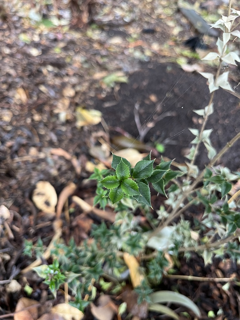 Chain Fruit from Tafe Queensland, Keperra, QLD, AU on August 13, 2024 ...