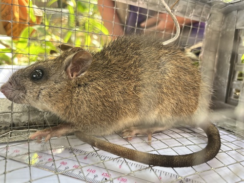 Apomys littoralis · iNaturalist Mexico