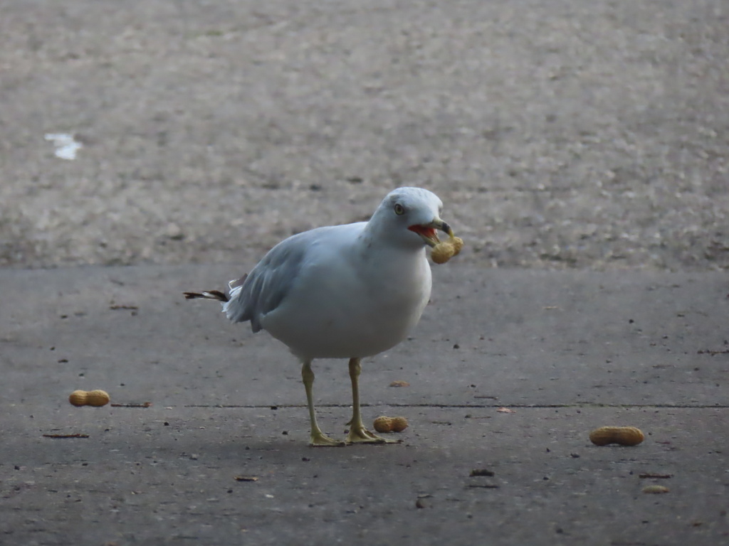 Ring-billed Gull from Green St, Saugeen Shores, ON, CA on August 13 ...