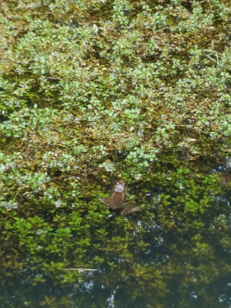 Transverse Volcanic Leopard Frog from Concepción de Buenos Aires, Jal ...