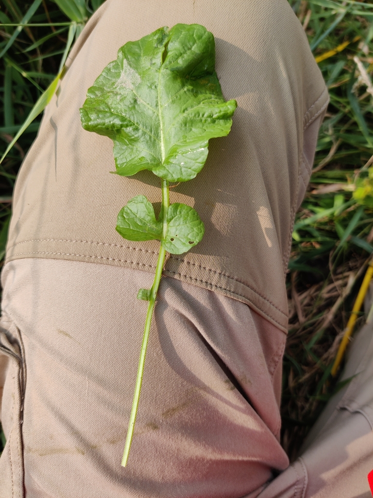 bitter wintercress from Laurierville, QC G0S 1P0, Canada on August 13 ...