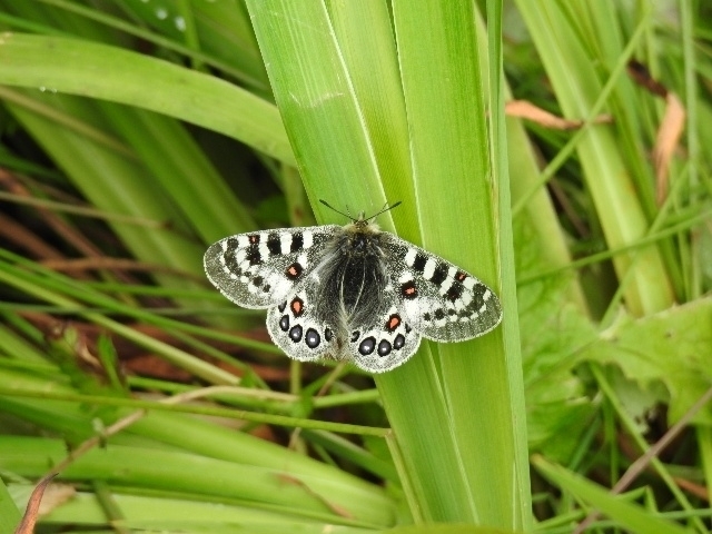 Common Blue Apollo from Sikkim 737103, India on August 10, 2024 at 11: ...