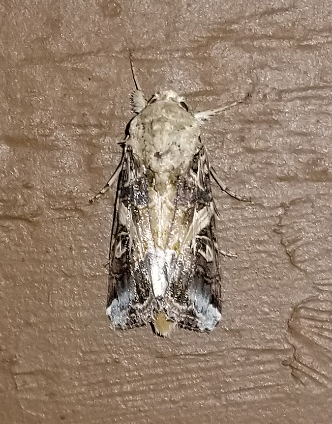 Yellow-striped Armyworm Moth from Fentress County, TN, USA on August 12 ...