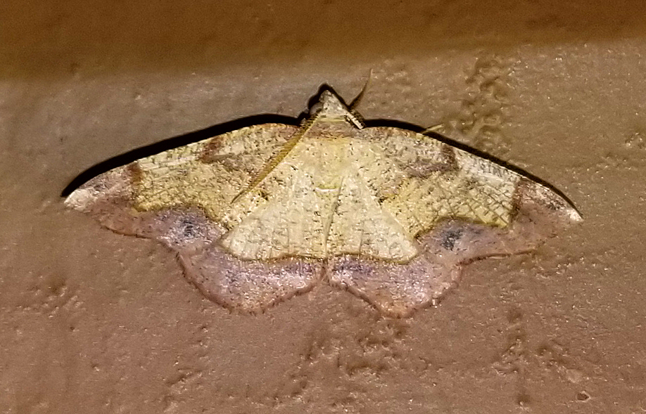 Friendly Probole Moth from Fentress County, TN, USA on August 12, 2024 ...