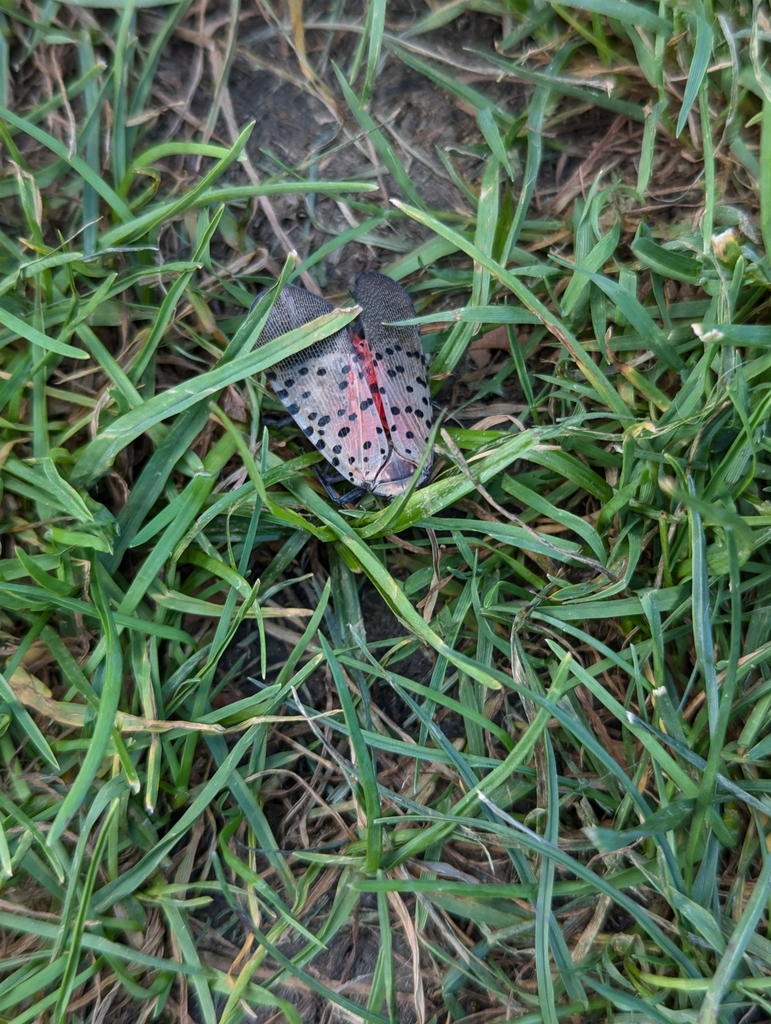 Spotted Lanternfly from Downtown, Pittsburgh, PA, USA on August 12 ...