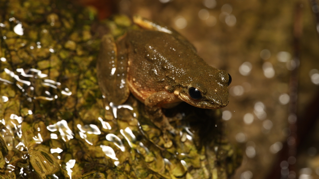 Amolops in May 2024 by Chiu Yuhang · iNaturalist