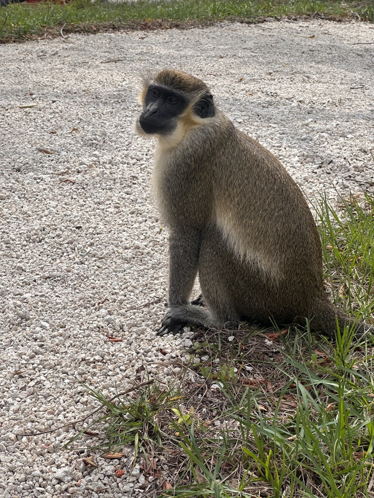 Green Monkey from Hillsboro River, Deerfield Beach, FL, US on February ...