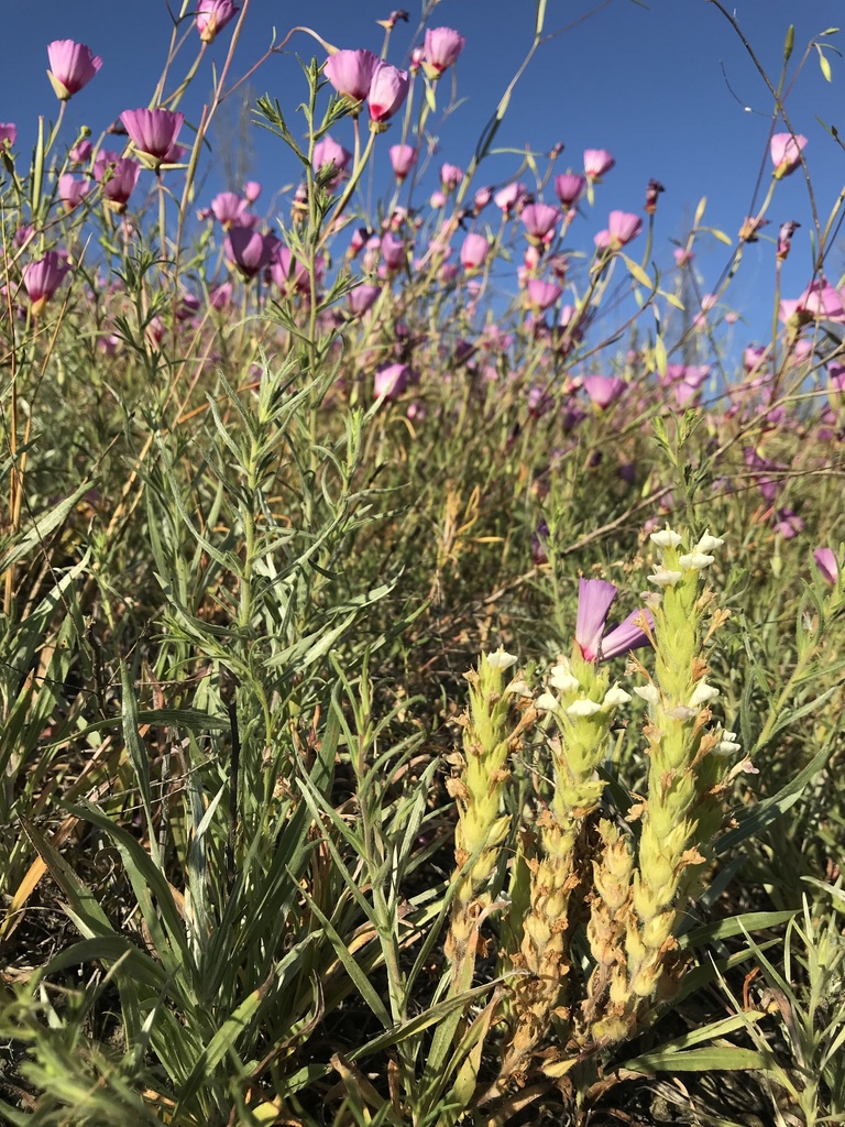tracy's clarkia in June 2019 by Paul Aigner · iNaturalist