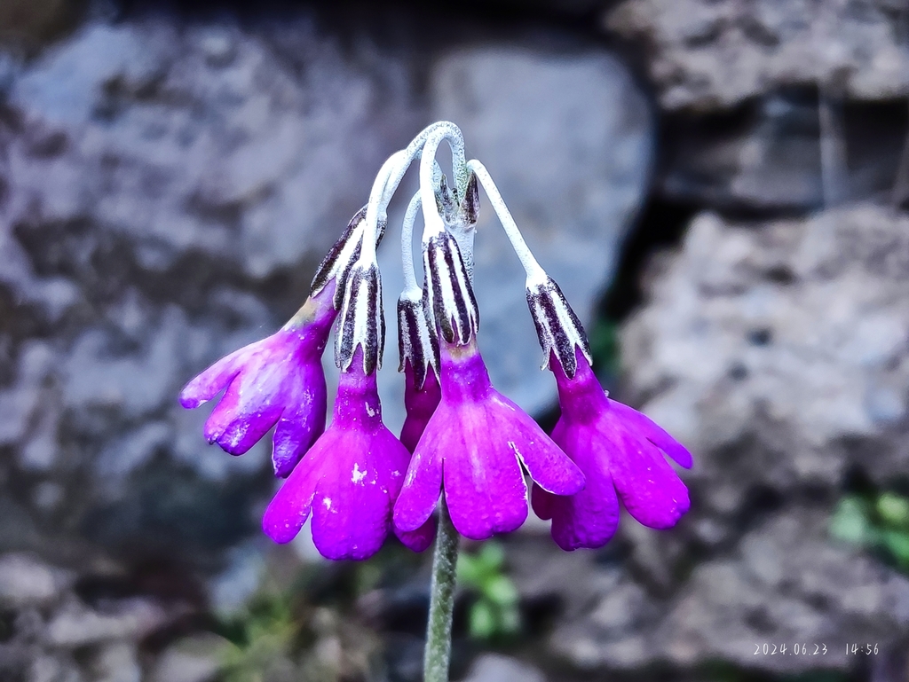Primula secundiflora in June 2024 by 九天. 紫钟报春*Primula waltonii ...