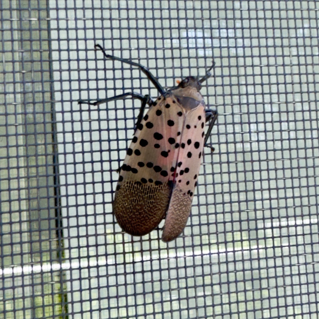 Spotted Lanternfly from Cape Island, Cape May Point, NJ, US on August ...