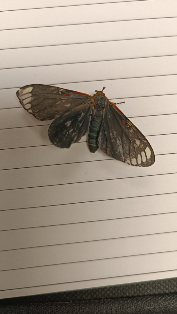 Saucy Beauty from 63734 Cruz de Huanacaxtle, Nay., México on August 13 ...