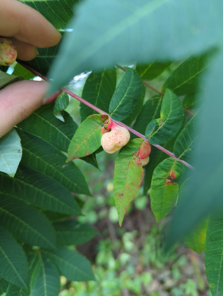 Sumac Gall Aphid from Ewing Township, NJ 08560, USA on August 13, 2024 ...