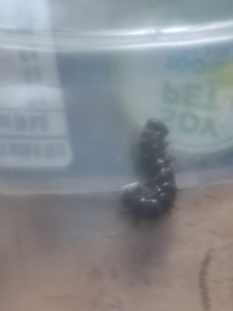 Winged and Once-winged Insects from La Era I y II, Ciudad de México ...