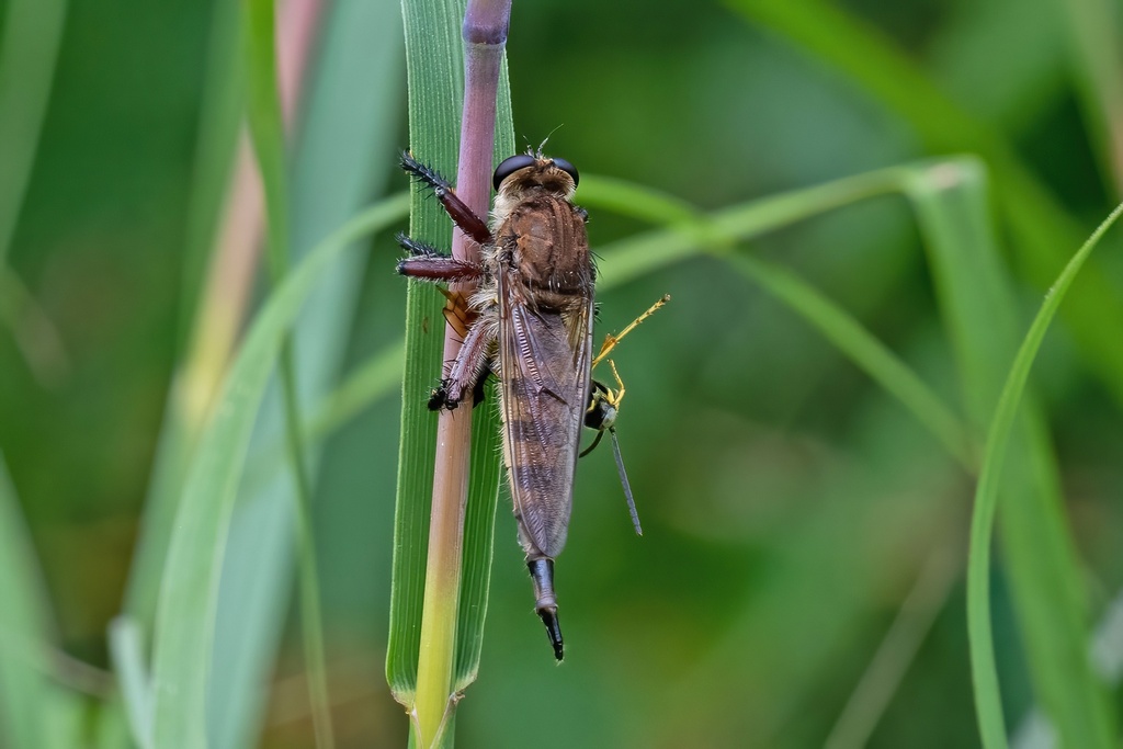 Maroon-legged Lion Fly from Denton Prairie, 9799-9639 W 3rd St, Denton ...