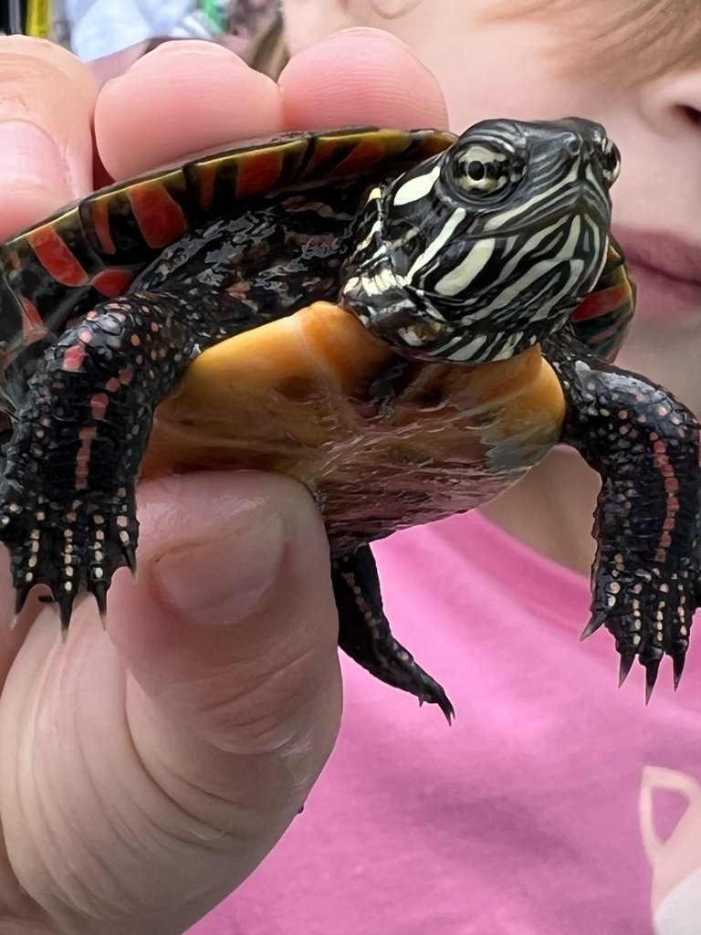 Painted Turtle from White Park, Concord, NH, US on August 13, 2024 at ...