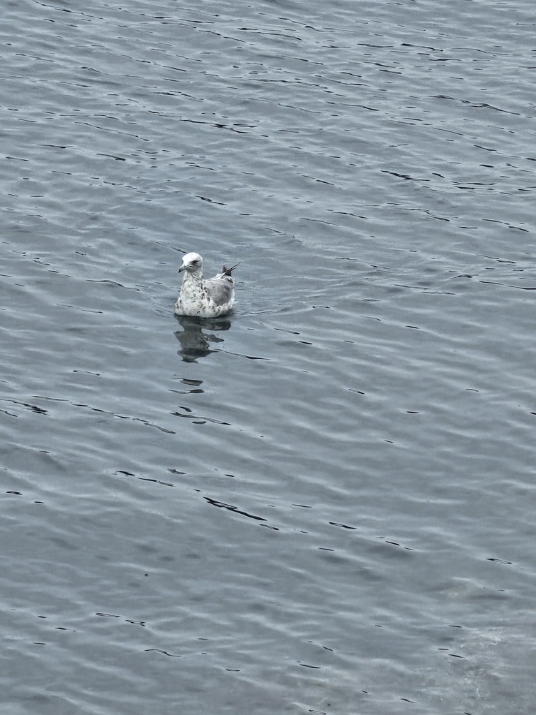 Gulls from Port Angeles Auto and Passenger Ferry Terminal, Port Angeles ...