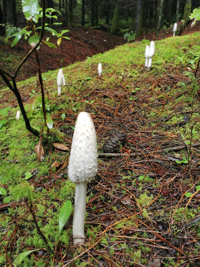 inky caps from Zitácuaro, MX-MC, MX on August 13, 2024 at 03:35 PM by ...