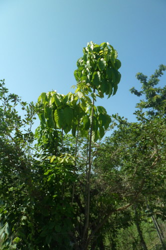 Apamate rosa (Flora de Sincerin, Municipio de Arjona, Departamento de ...