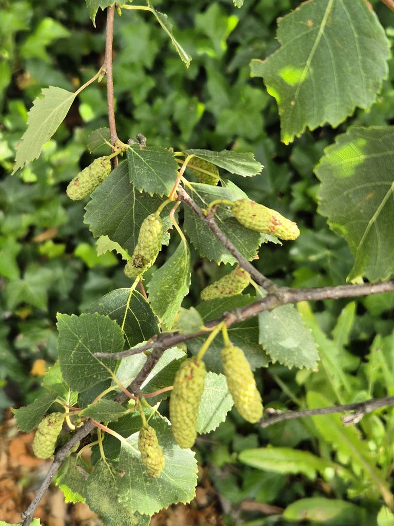silver birch from Ashton-on-Ribble, Preston PR2 2YN, UK on August 13 ...