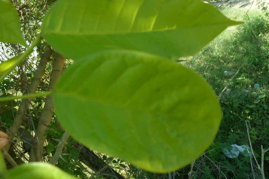 Apamate rosa (Flora de Sincerin, Municipio de Arjona, Departamento de ...