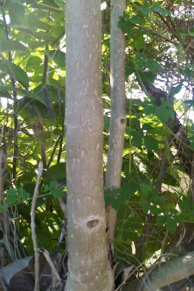Apamate rosa (Flora de Sincerin, Municipio de Arjona, Departamento de ...