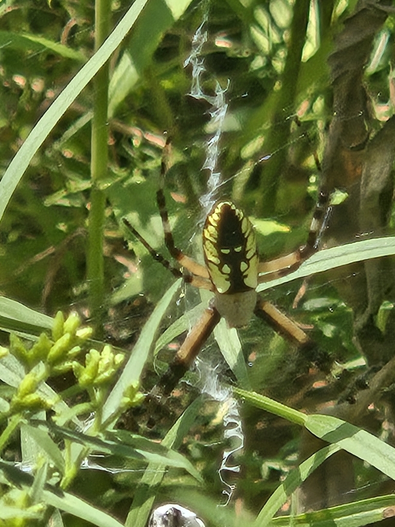Yellow Garden Spider from Riverwoods, IL 60015, USA on August 13, 2024 ...