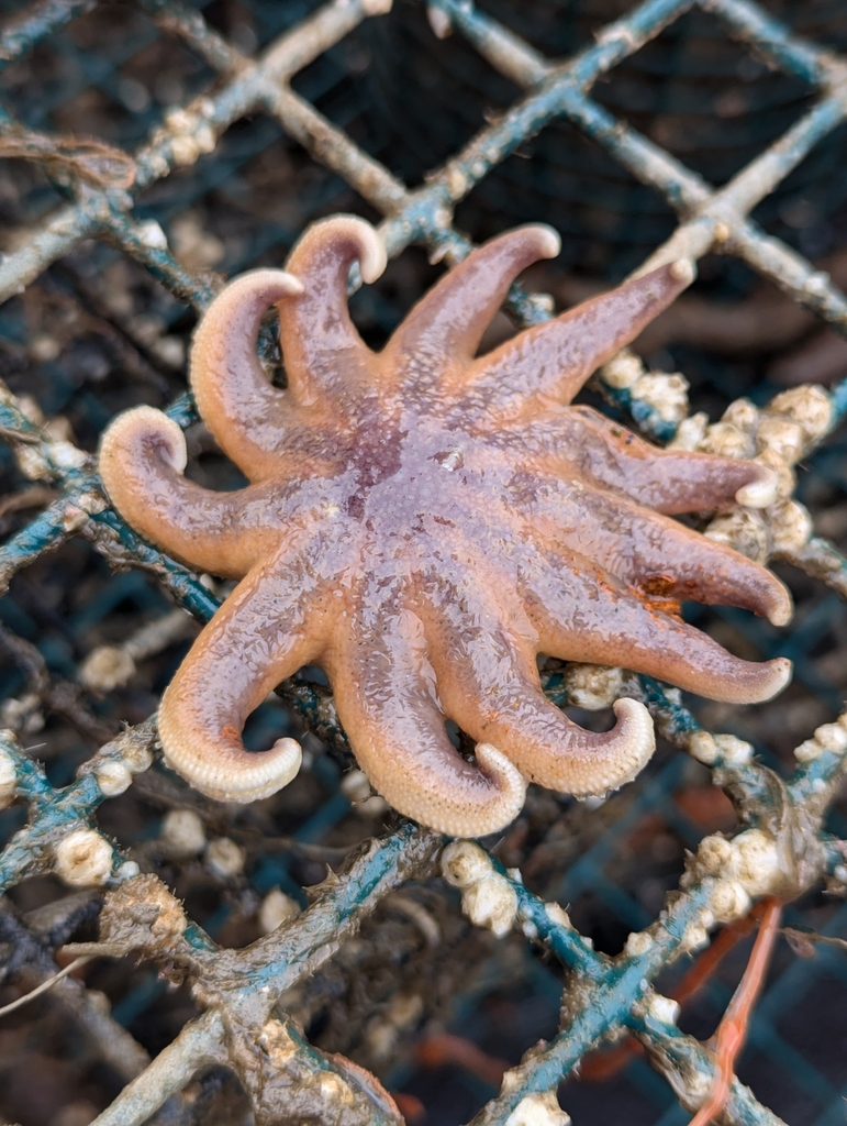 Smooth Sun Stars from Island County, WA, USA on August 13, 2024 at 01: ...