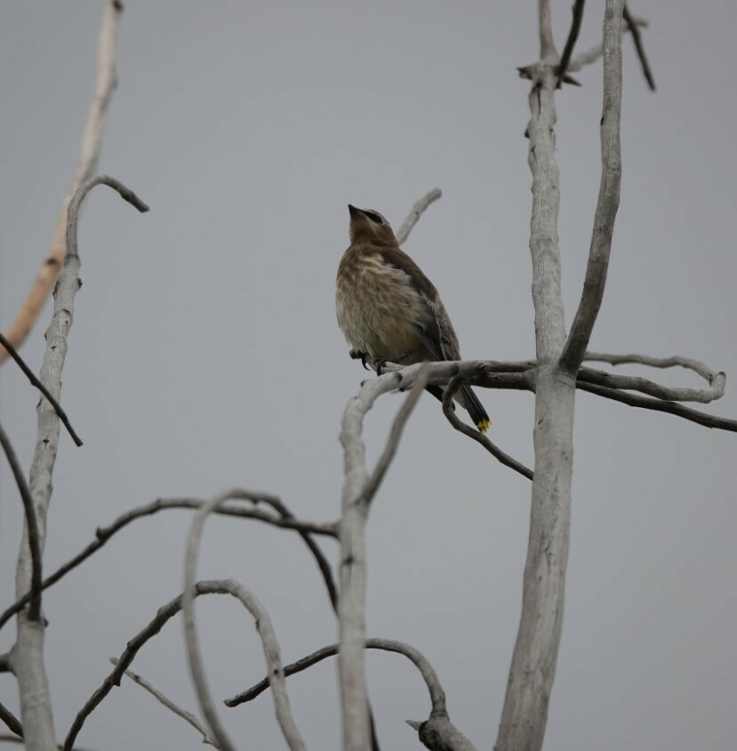 Cedar Waxwing from Denver Audubon Nature Center on August 13, 2024 at ...