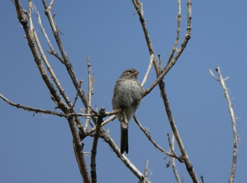 New World Sparrows from Denver Audubon Nature Center on August 13, 2024 ...