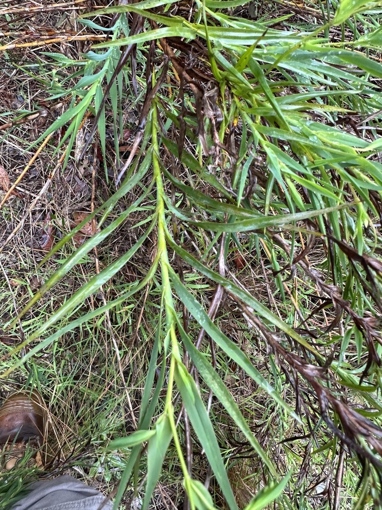 nodding blue lily from Cudgegong Rd, Ruse, NSW, AU on August 14, 2024 ...