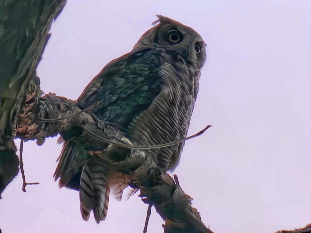 Great Horned Owl from Longmont, CO, USA on August 13, 2024 at 07:58 PM ...