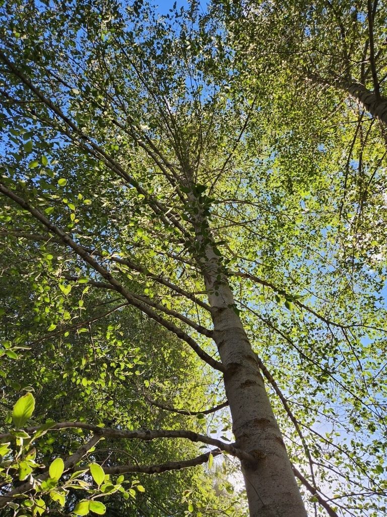 White Alder (Trees and Shrubs of Folsom, California) · iNaturalist
