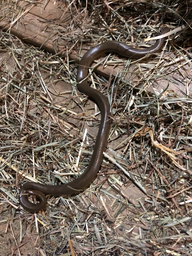 Northern Rubber Boa from Joryville Ln S, Salem, OR, US on April 17 ...