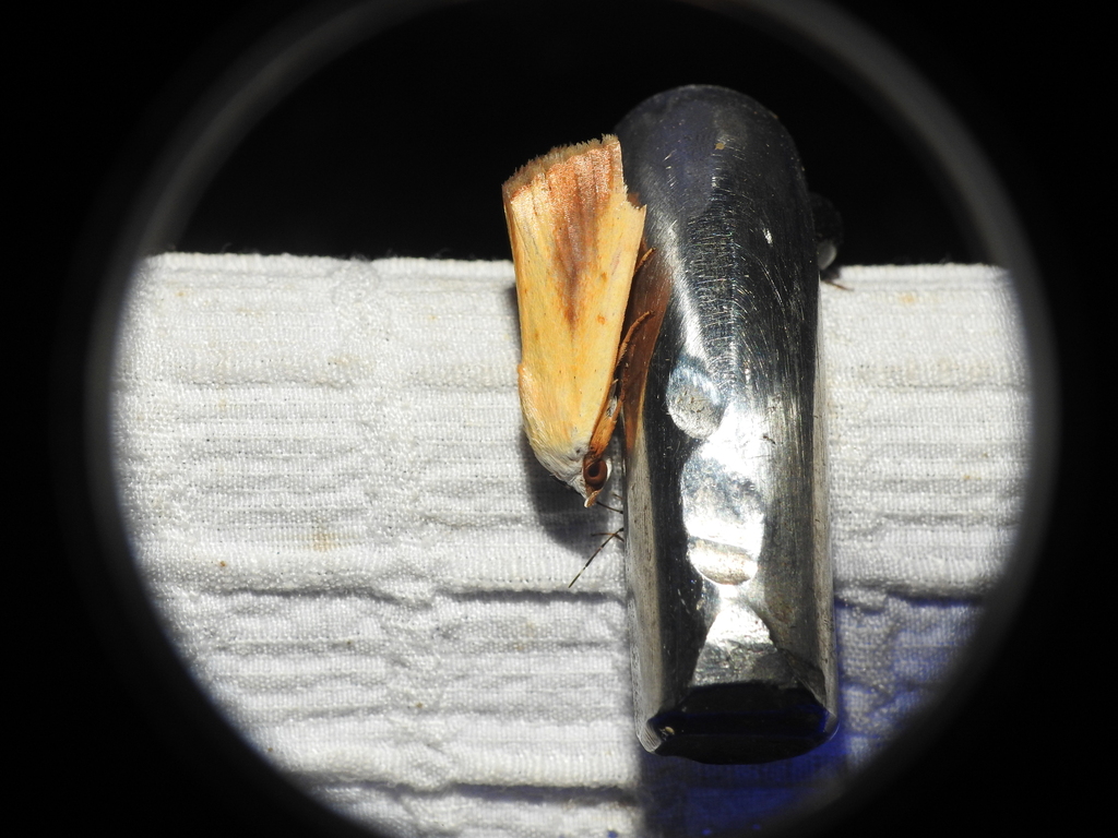 Xanthodes intersepta from Gujarat, India on July 26, 2024 at 04:13 AM ...