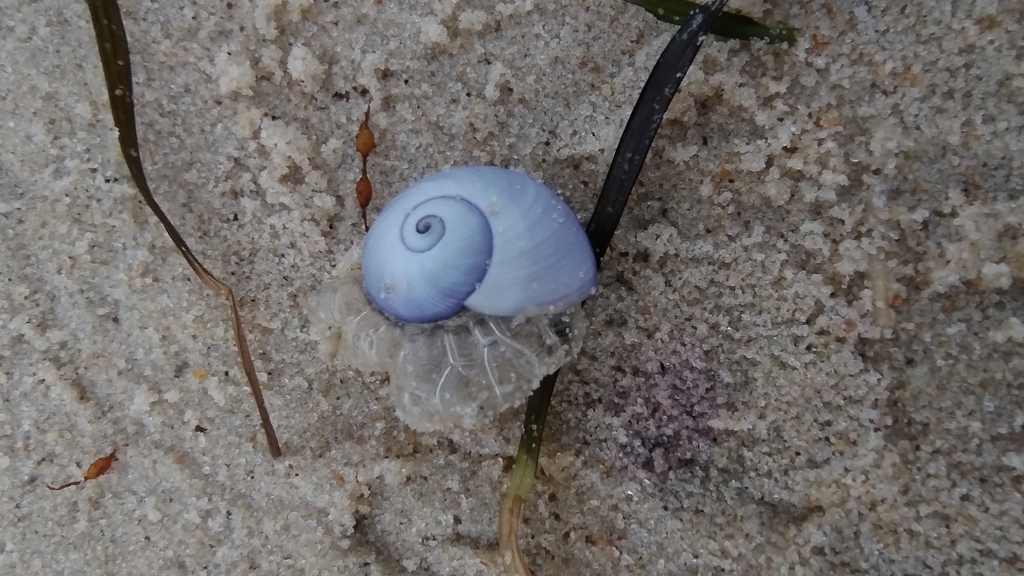 Violet Sea Snail from Woorim QLD 4507, Australia on August 14, 2024 at ...