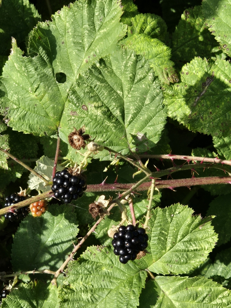 Rubus from Saint Helens WA9 1JF, UK on August 14, 2024 at 08:53 AM by ...