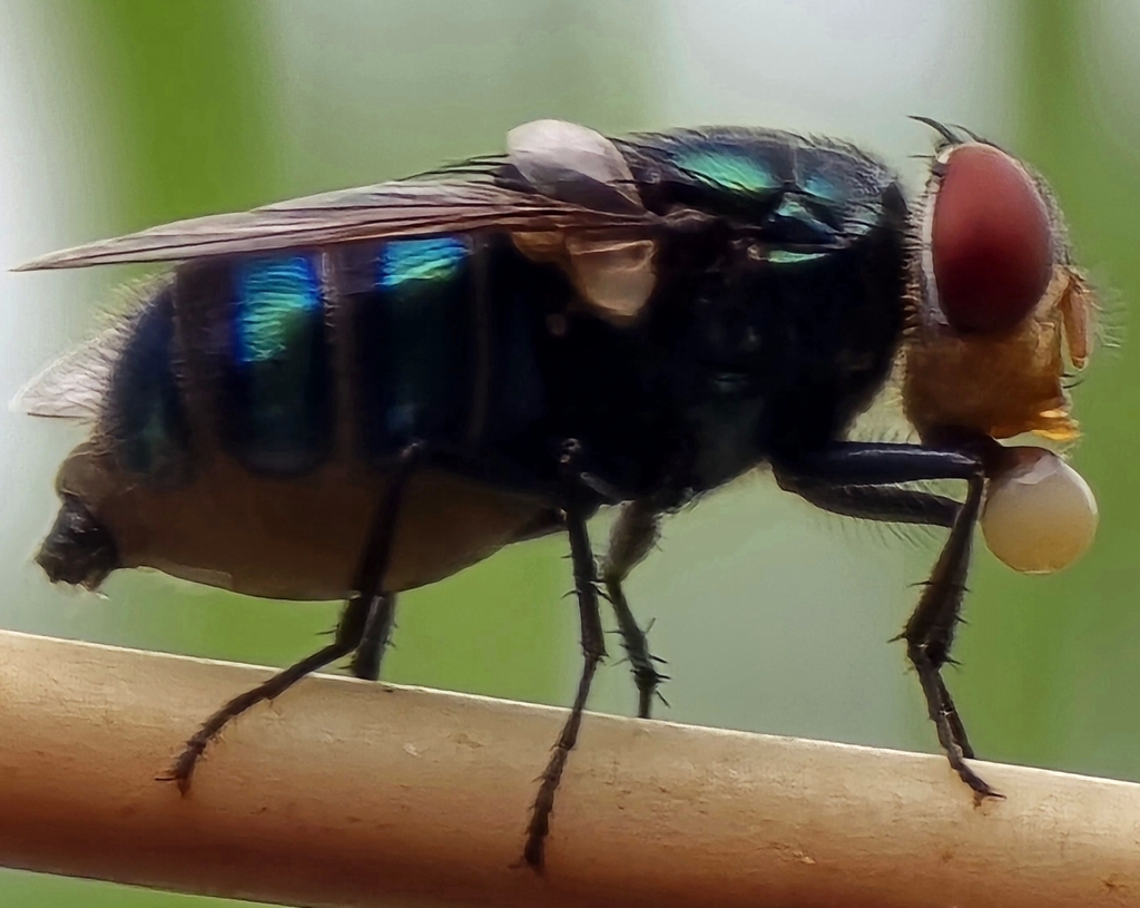 Brachyceran Flies from Provincia de Guanacaste, Liberia, Moracia, Costa ...