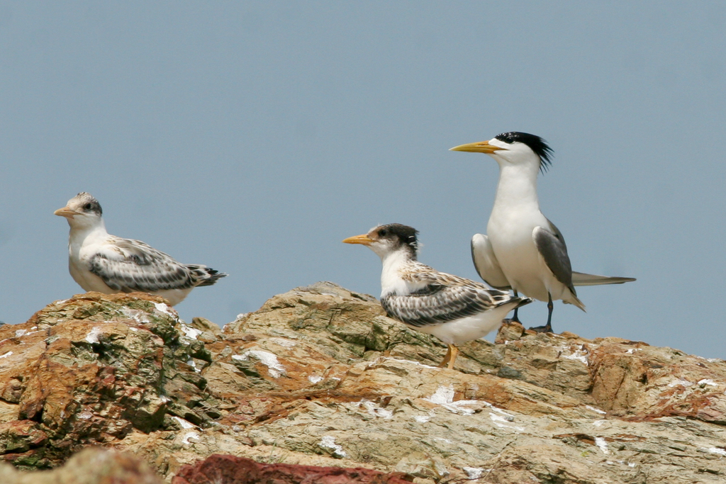 Great Crested Tern from 中国浙江省舟山市定海区 on August 4, 2010 at 10:17 AM by ...